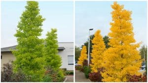 24 Different Types of Ginkgo Trees & Their Identifying Features