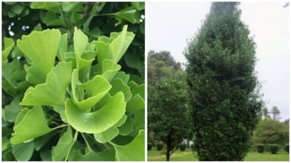 24 Different Types of Ginkgo Trees & Their Identifying Features