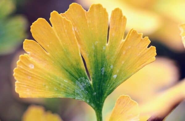 24 Different Types of Ginkgo Trees & Their Identifying Features