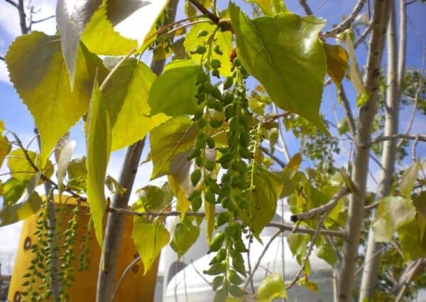 12 Different Types of Poplar Trees & Their Identifying Features