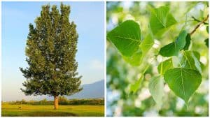 12 Different Types of Poplar Trees & Their Identifying Features