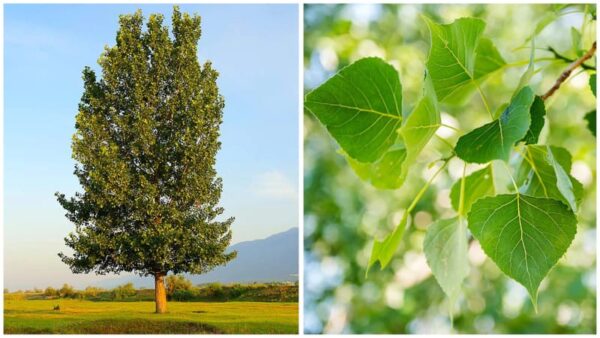 12 Different Types of Poplar Trees & Their Identifying Features