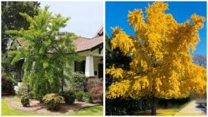 24 Different Types of Ginkgo Trees & Their Identifying Features