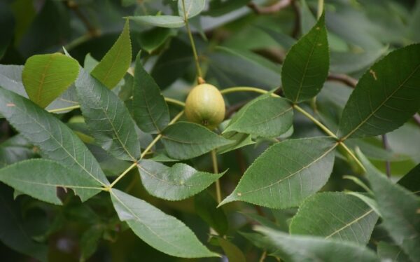 12 Different Types of Hickory Trees & Identifying Features