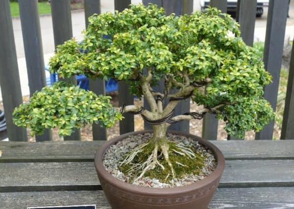 15 Different Types of Bonsai Trees (Common & Rare)