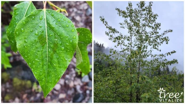 12 Different Types of Poplar Trees & Their Identifying Features