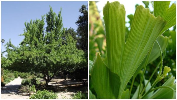 24 Different Types of Ginkgo Trees & Their Identifying Features
