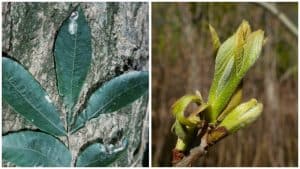 12 Different Types of Hickory Trees & Identifying Features