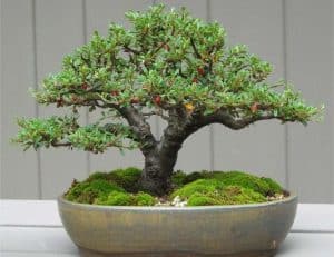 15 Different Types of Bonsai Trees (Common & Rare)