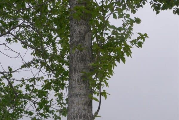 5 Different Types of Aspen Trees & Their Identifying Features