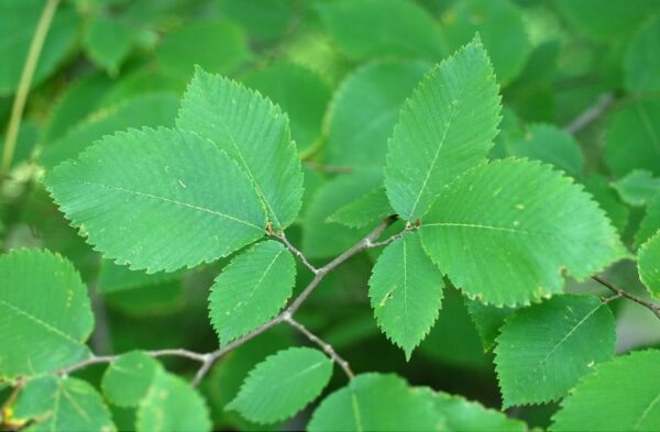 16 Different Types of Elm Trees & Their Identifying Features