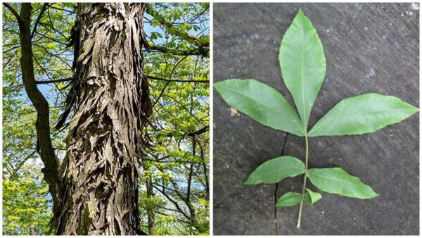 12 Different Types of Hickory Trees & Identifying Features