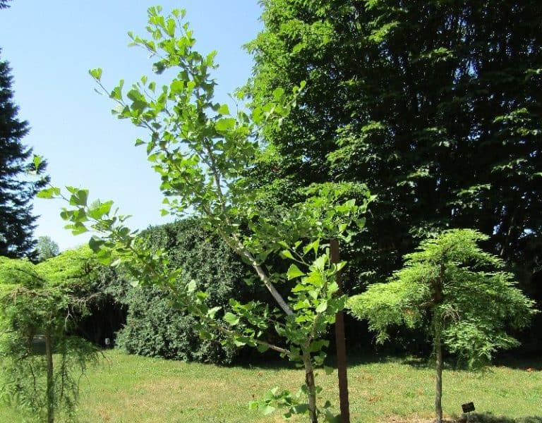 24 Different Types of Ginkgo Trees & Their Identifying Features