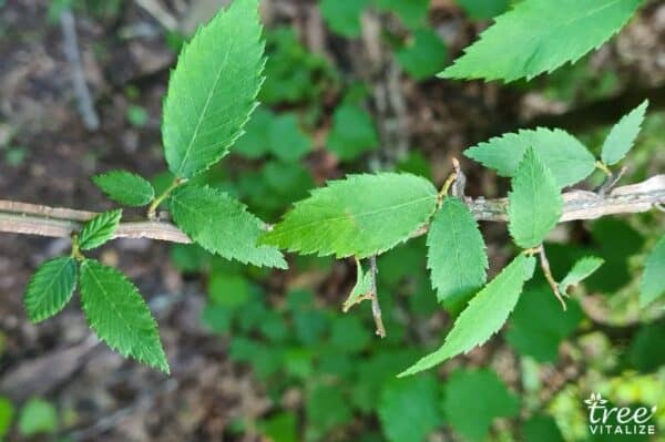 16 Different Types of Elm Trees & Their Identifying Features