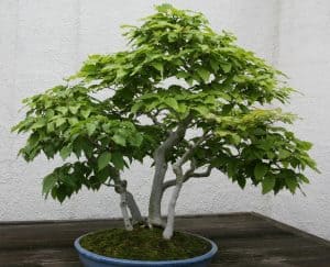15 Different Types of Bonsai Trees (Common & Rare)
