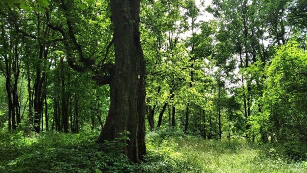 16 Different Types of Elm Trees & Their Identifying Features