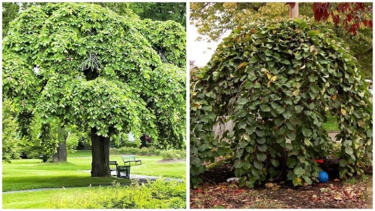 16 Different Types of Elm Trees & Their Identifying Features
