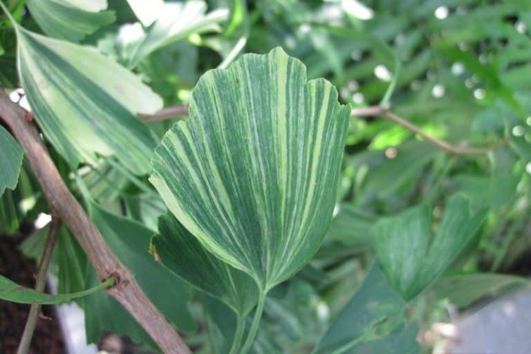 24 Different Types of Ginkgo Trees & Their Identifying Features