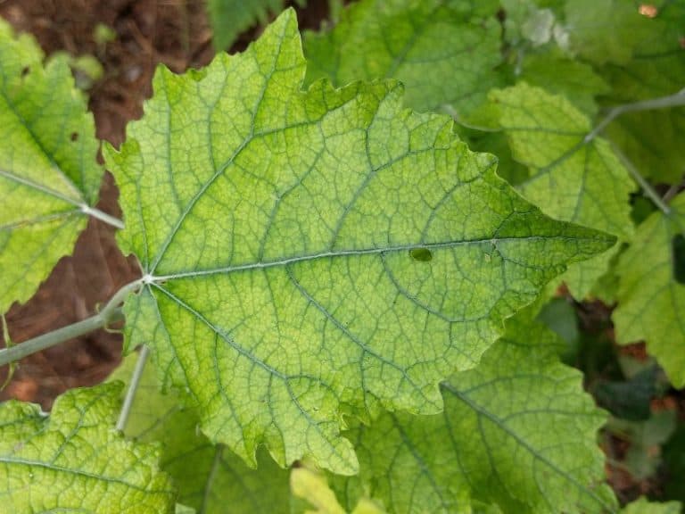 12 Different Types of Poplar Trees & Their Identifying Features