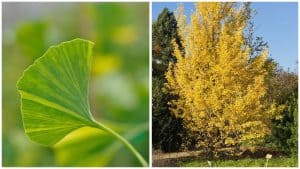24 Different Types of Ginkgo Trees & Their Identifying Features