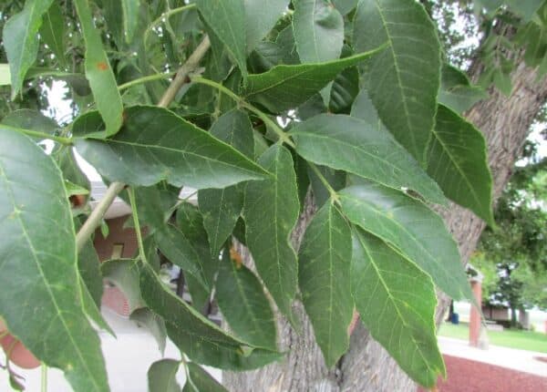 12 Different Types of Hickory Trees & Identifying Features