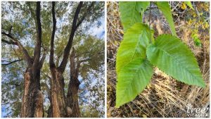 16 Different Types of Elm Trees & Their Identifying Features
