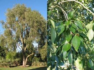 12 Different Types of Poplar Trees & Their Identifying Features