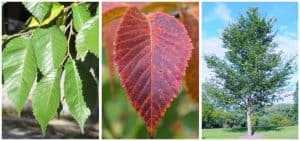 16 Different Types of Elm Trees & Their Identifying Features
