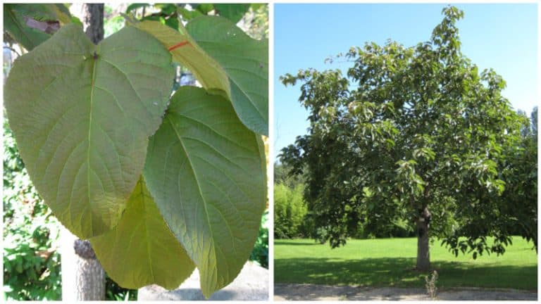 12 Different Types of Poplar Trees & Their Identifying Features