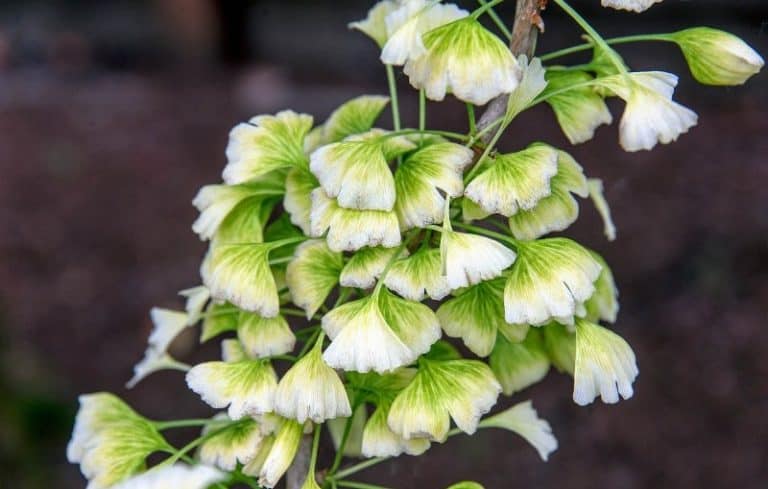 24 Different Types of Ginkgo Trees & Their Identifying Features