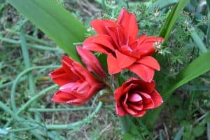 USDA Zone 11: Where is it? What to Plant? Tips to Success