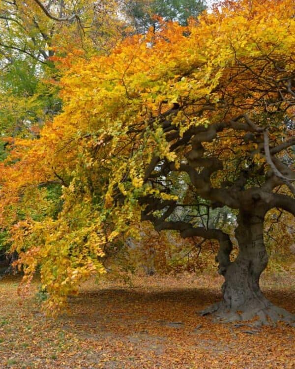 27 Best Trees to Plant in Indiana - Common & Native Varieties