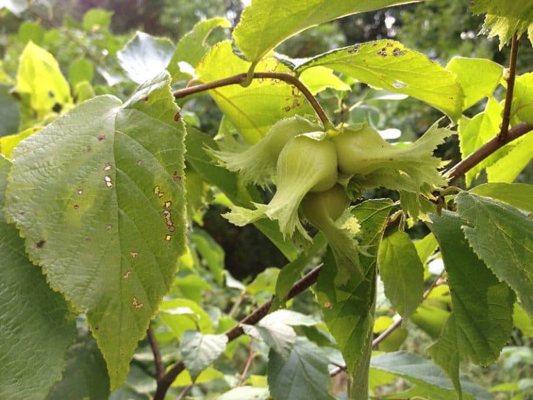 8 Nut Trees to Grow in Indiana for Reliable Harvests