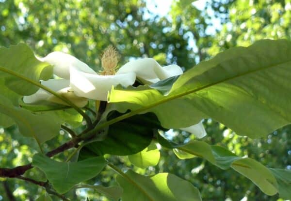 10 Elegant Magnolia Trees for USDA Zone 5