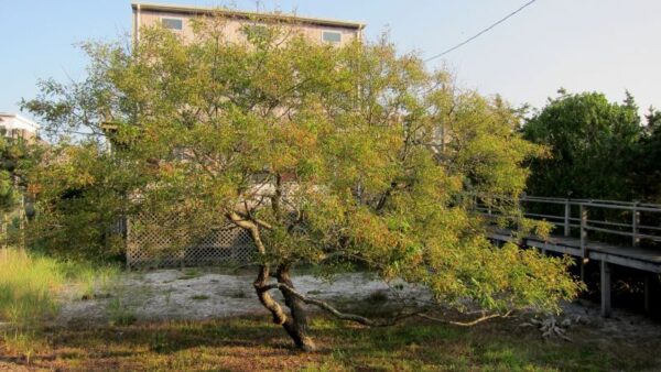 25 Most Common Types of Trees in Tennessee (Including Native)