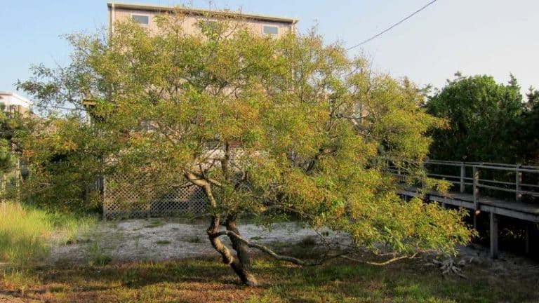 25 Most Common Types of Trees in Tennessee (Including Native)