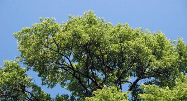 25 Most Common Types of Trees in Tennessee (Including Native)