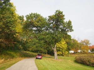 25 Most Common Types of Trees in Tennessee (Including Native)
