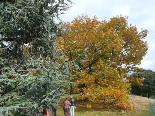 11 Evergreen Trees to Grow in Tennessee for Privacy All Year