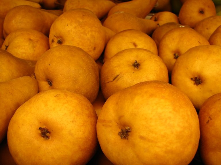 7 USDA Zone 4 Pear Trees (Hardy Varieties to Grow Today)