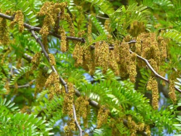 25 Most Common Types of Trees in Tennessee (Including Native)