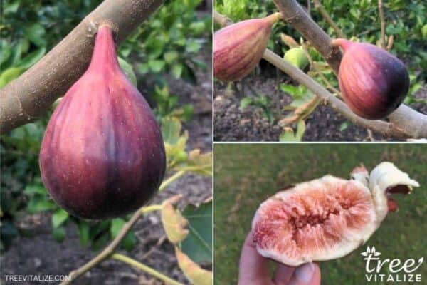 12 Best Fruit Trees To Grow In Florida For A Great Harvest 12-best-fruit-trees-to-grow-in-florida-for-a-great-harvest