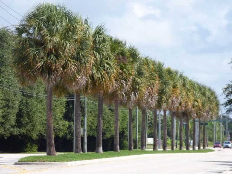 6 Cold Hardy Palm Trees That Will Thrive in USDA Zone 7