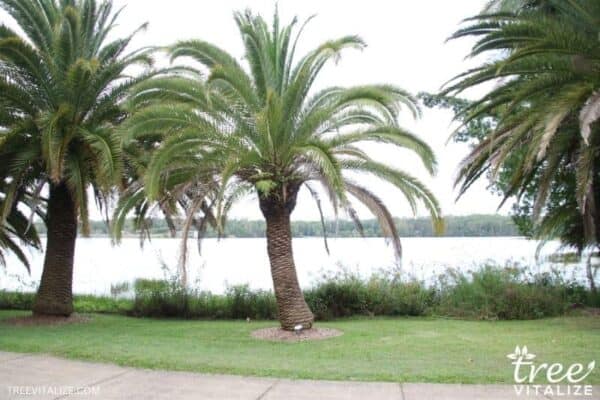 9 Arizona Palm Trees (Native & Common Varieties)