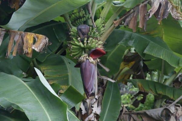 5 Banana Trees That Grow Reliably in Texas Gardens