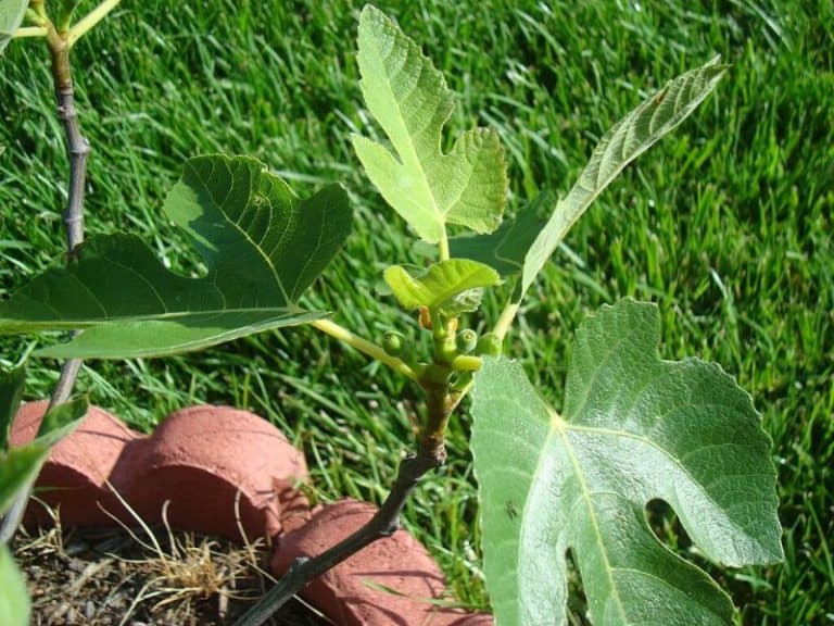 8 Best Fig Tree Varieties to Grow in Texas