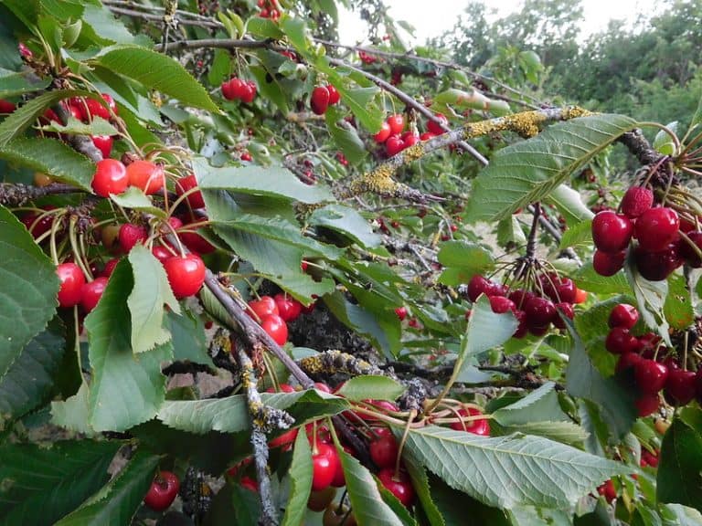 16 USDA Zone 5 Fruit Trees (Including Dwarf Varieties)