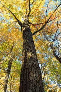 25 Most Common Types of Trees in Tennessee (Including Native)