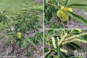 16 USDA Zone 5 Fruit Trees (Including Dwarf Varieties)