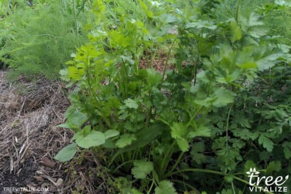 USDA Zone 9: Where is it? What to Plant? Tips to Success